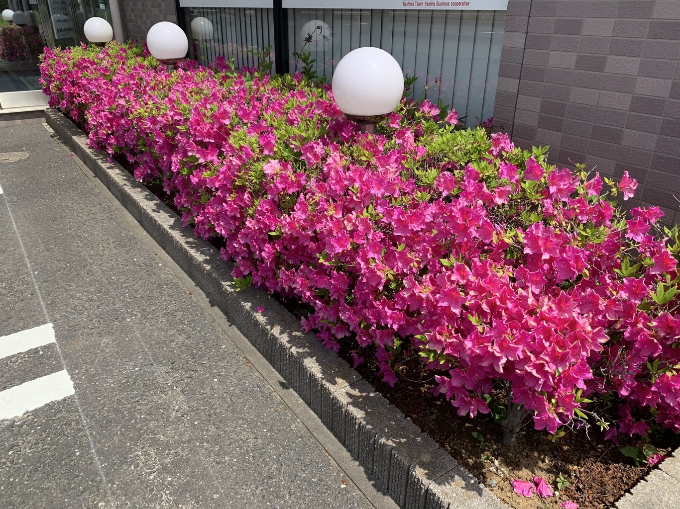 今年も事務所の「サツキ」が満開です♪: エヌエスグループオフィシャルBlog