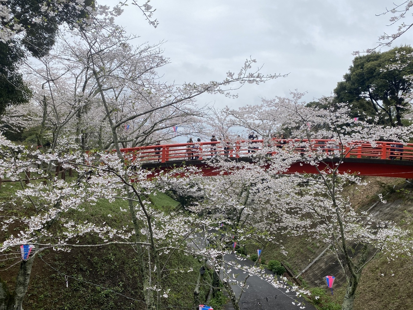 桜満開♪♪: エヌエスグループオフィシャルBlog